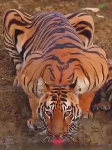 The Tiger of Wall Street - Coub