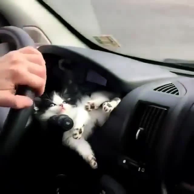 Regular Everyday cat - Coub