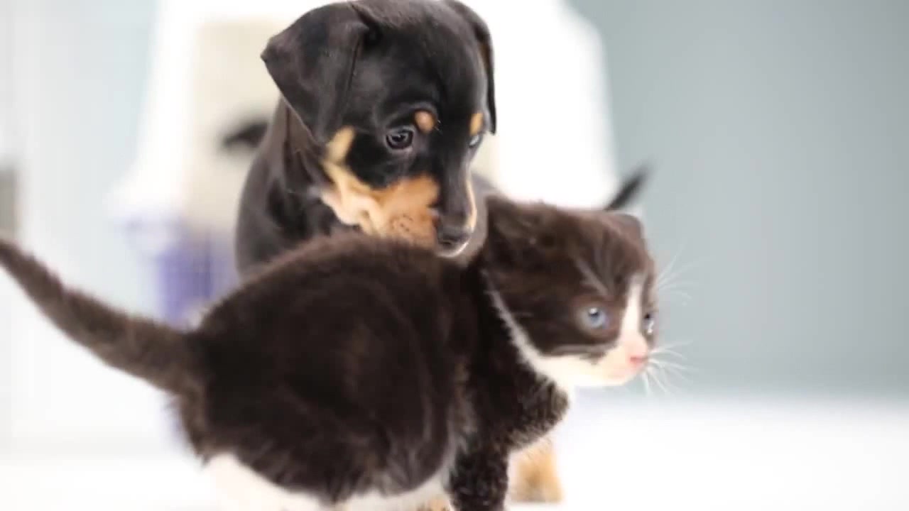 Kittens Meet Puppies For The First Time - Coub