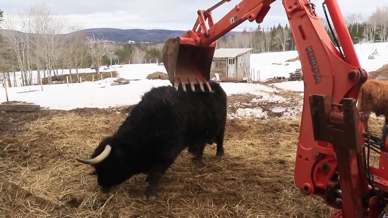 Bull uses excavator to scratch back - Coub