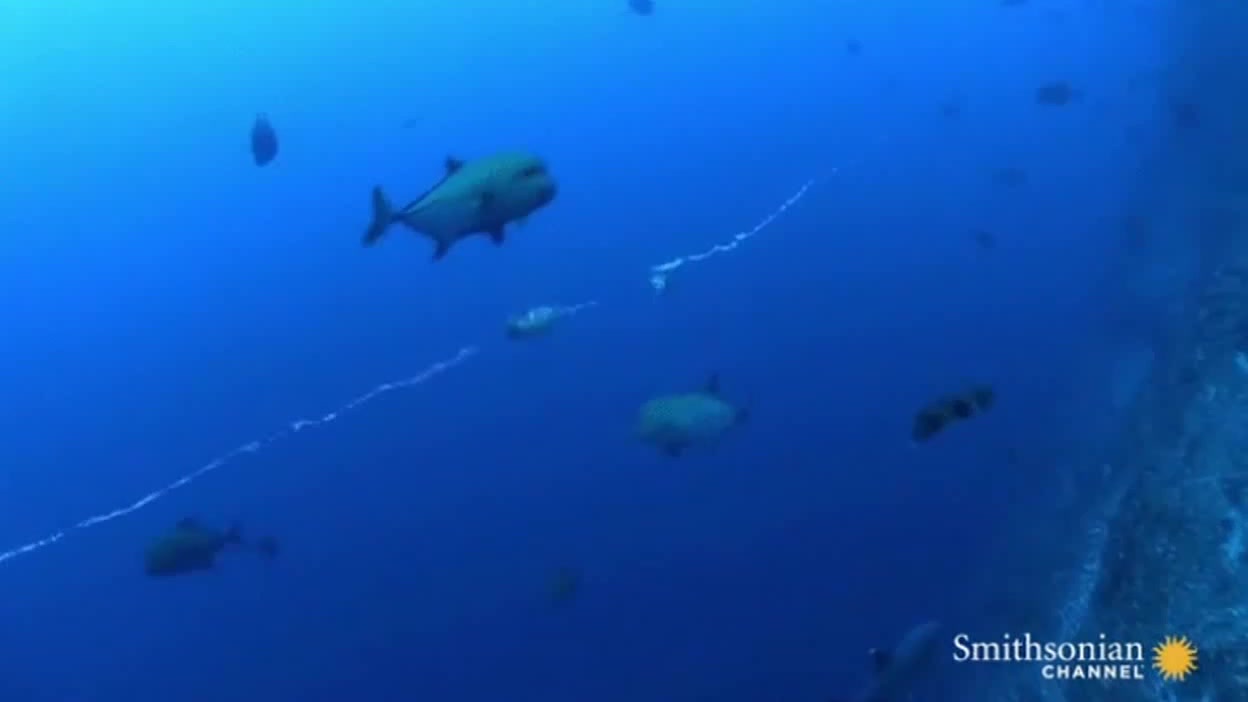 spinning fish - Coub