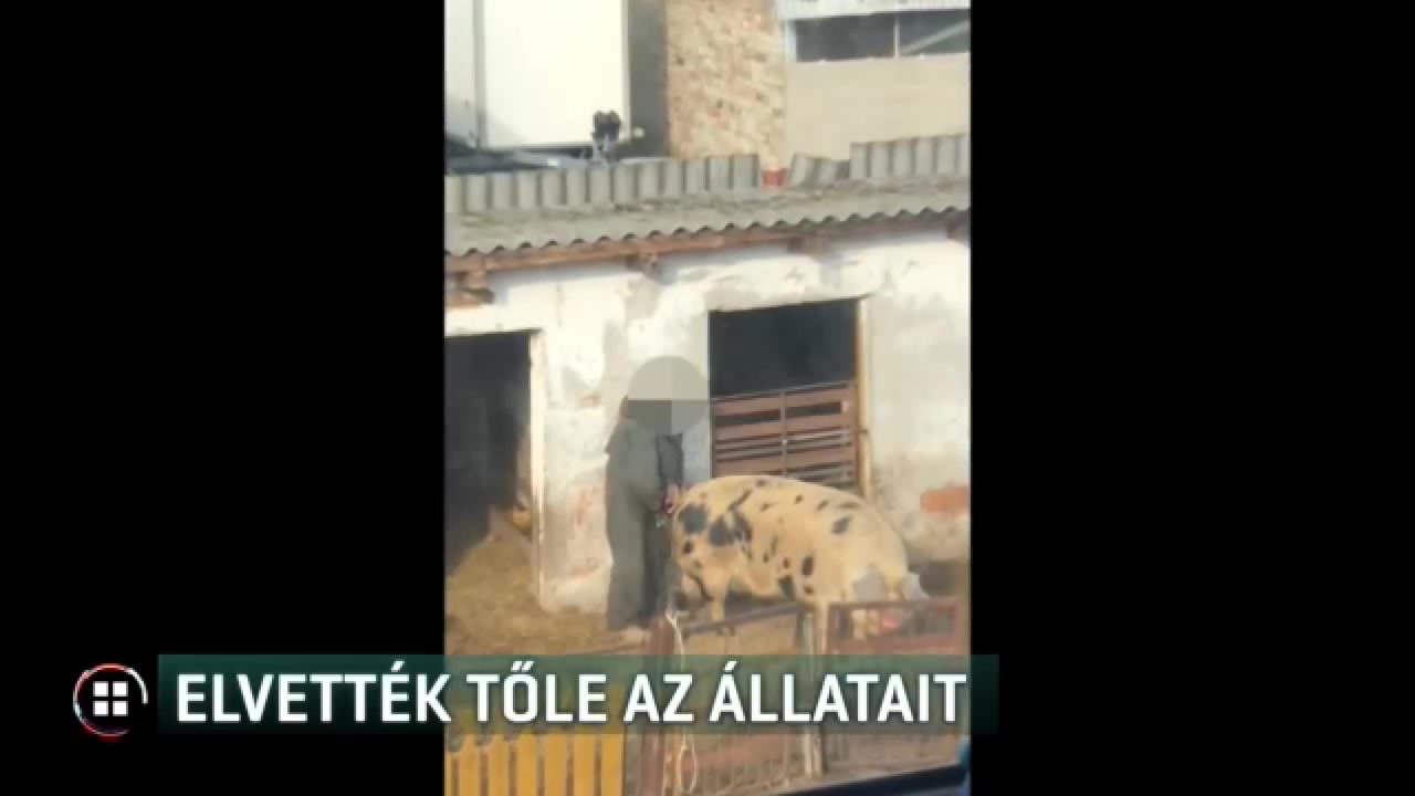 Disznó - part 2 - Coub