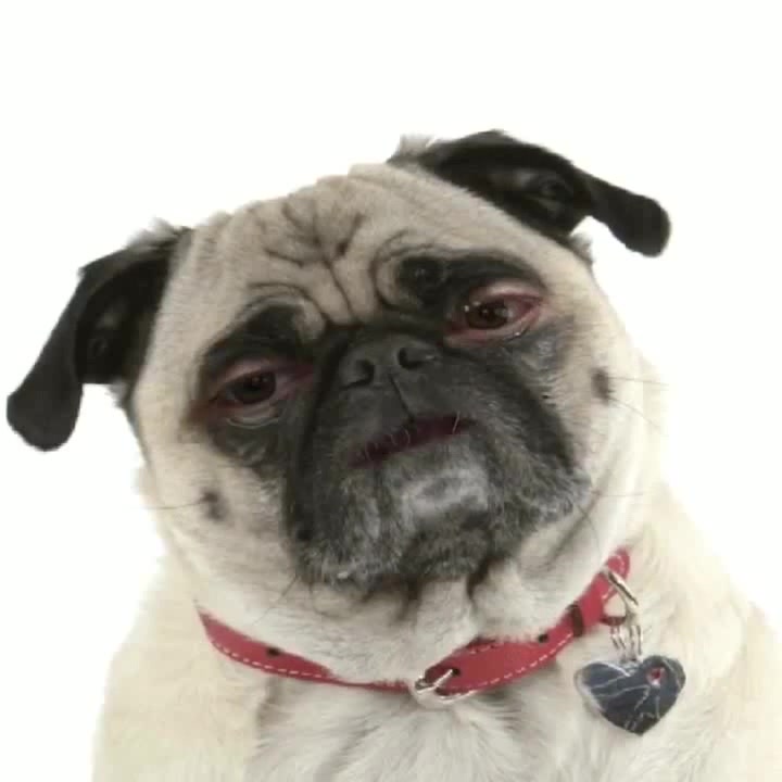 Take me I'm yours - Coub