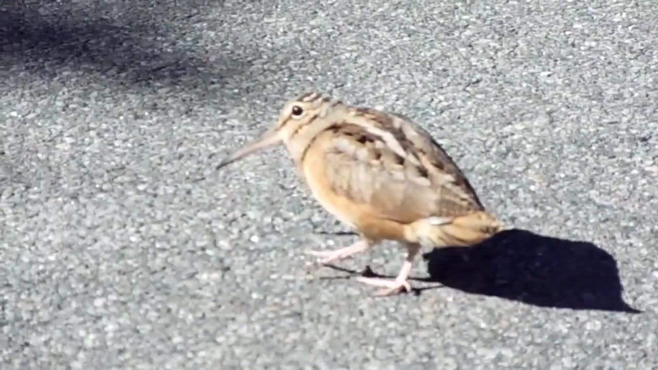 Bird dances to Billie Jean - Coub