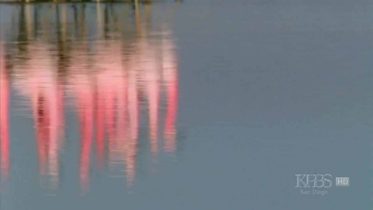 (Hilarious) Andean flamingo mating dance | NATURE | "Andes: The Dragon's Back" - Coub