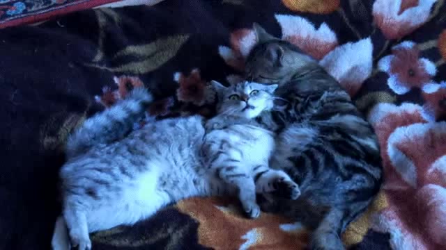 Never ending tenderness - Coub