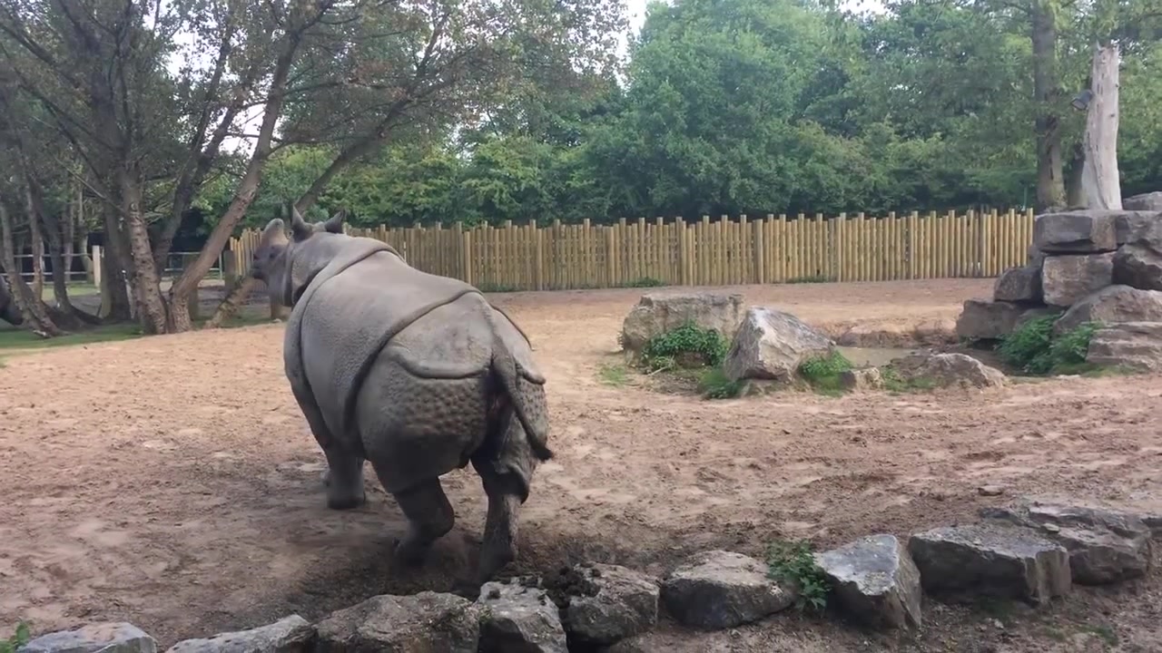 Rhino Poop Explosion! #FeatureMe #Comedy #LikeForLike - Coub