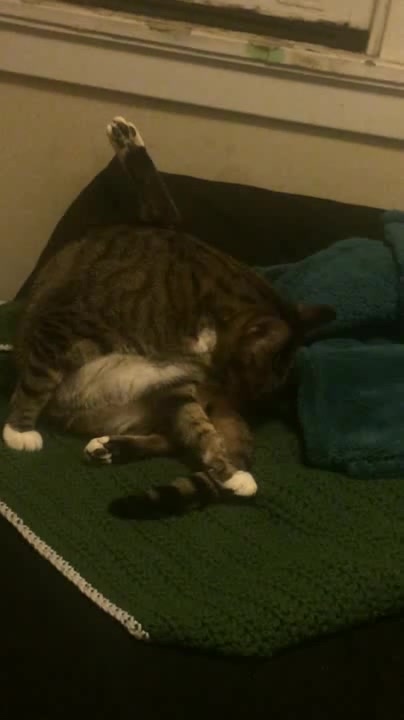Beethoven Cat Bollocks - Coub