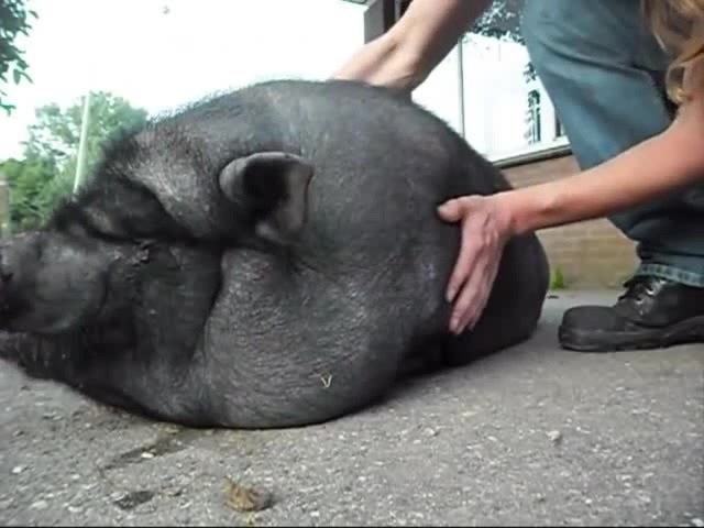 hruck bass #TBsampling - Coub