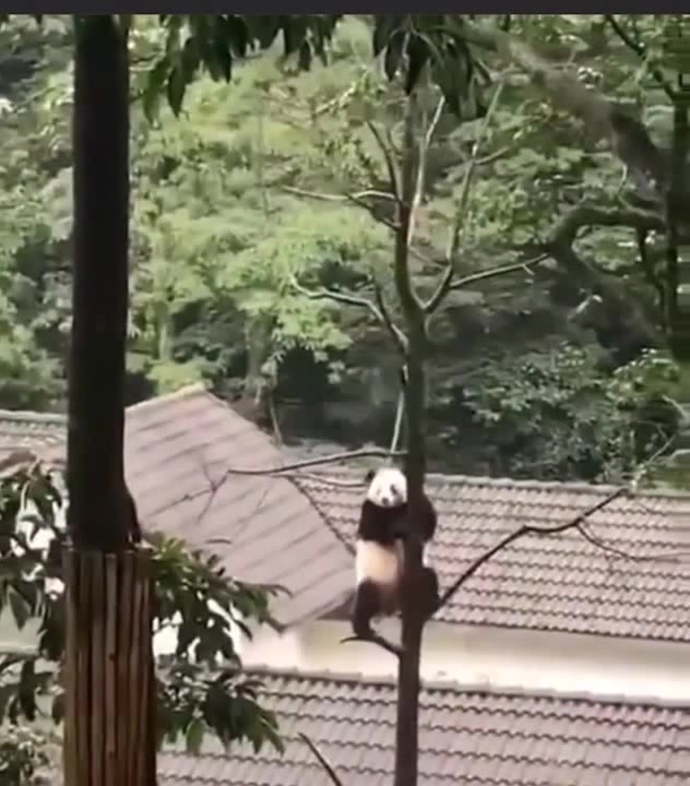 You Touch My Tralala - Coub