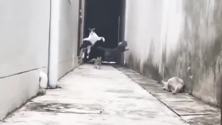 Shaolin parkour cat - Coub