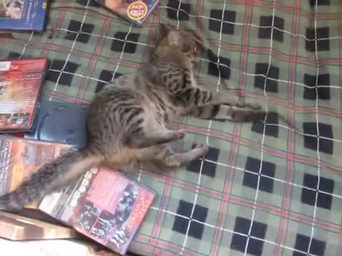 Эпилепсия кошек.avi - Coub