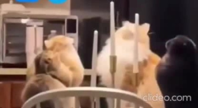 another funny coub - Coub