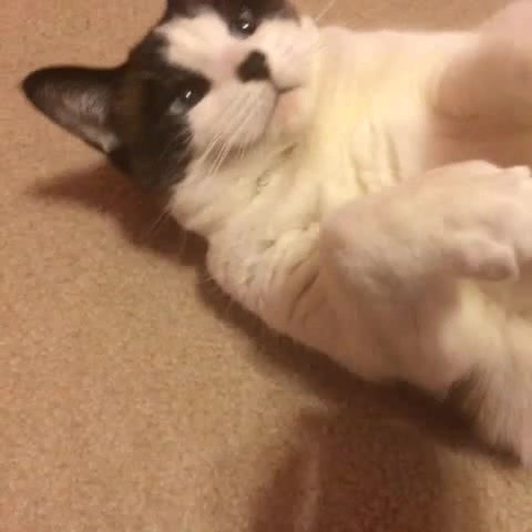 My cat is lazy but can get like this XD - Coub