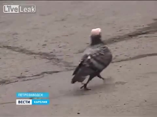 Swag pigeon for pikabu=) - Coub