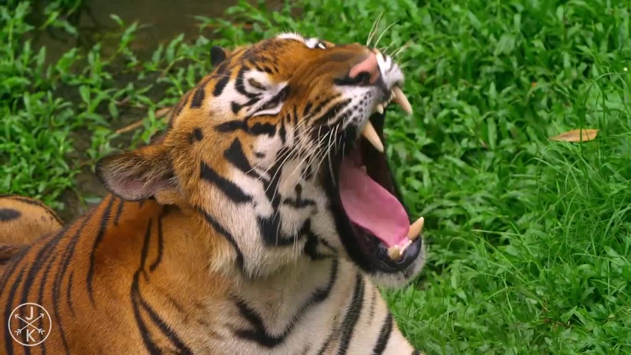 Primal Nature - Coub