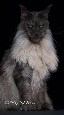 Cute kitty 😺 - Coub