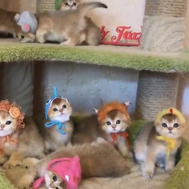 British gold nyah - Coub