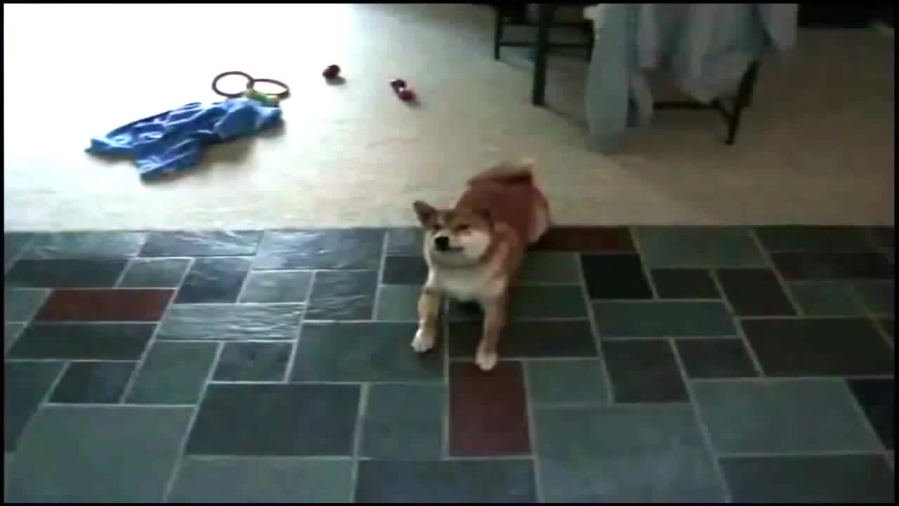 dog says "heil hitler" - Coub