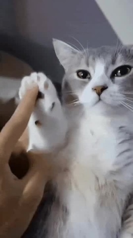 Cute beat cat - Coub