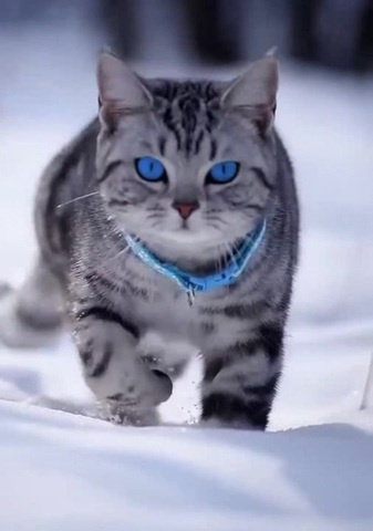 Stray Cat Strut - Coub