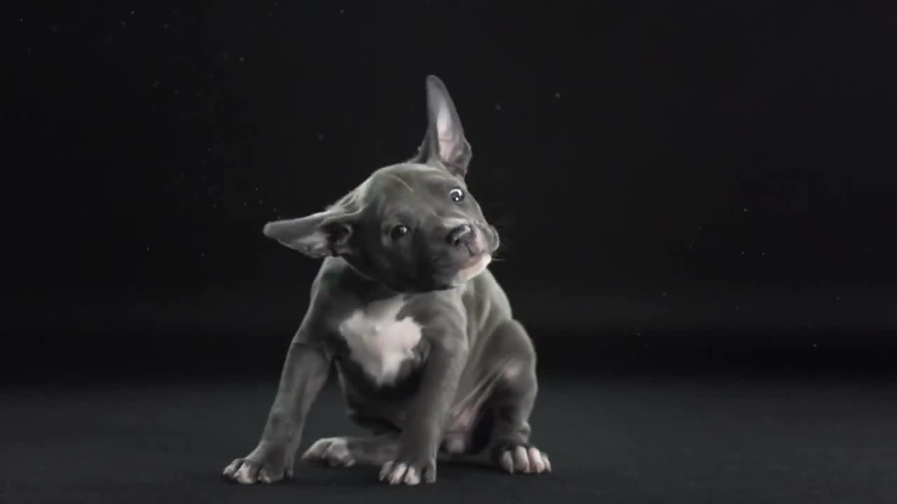 Doggo do an sing - Coub