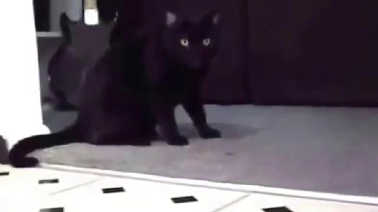 I want that cat - Coub