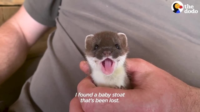 Tiny Baby Stoat - Coub