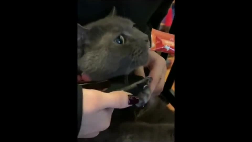 Techno Cat Mix - Coub