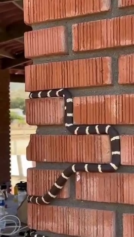 Snake nostalgy 3310... - Coub