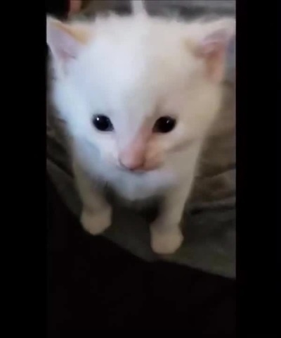 Hi Herbert, but he's so cute he explodes. - Coub