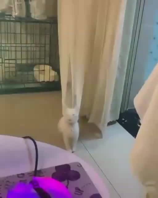 Cat is not ok - Coub