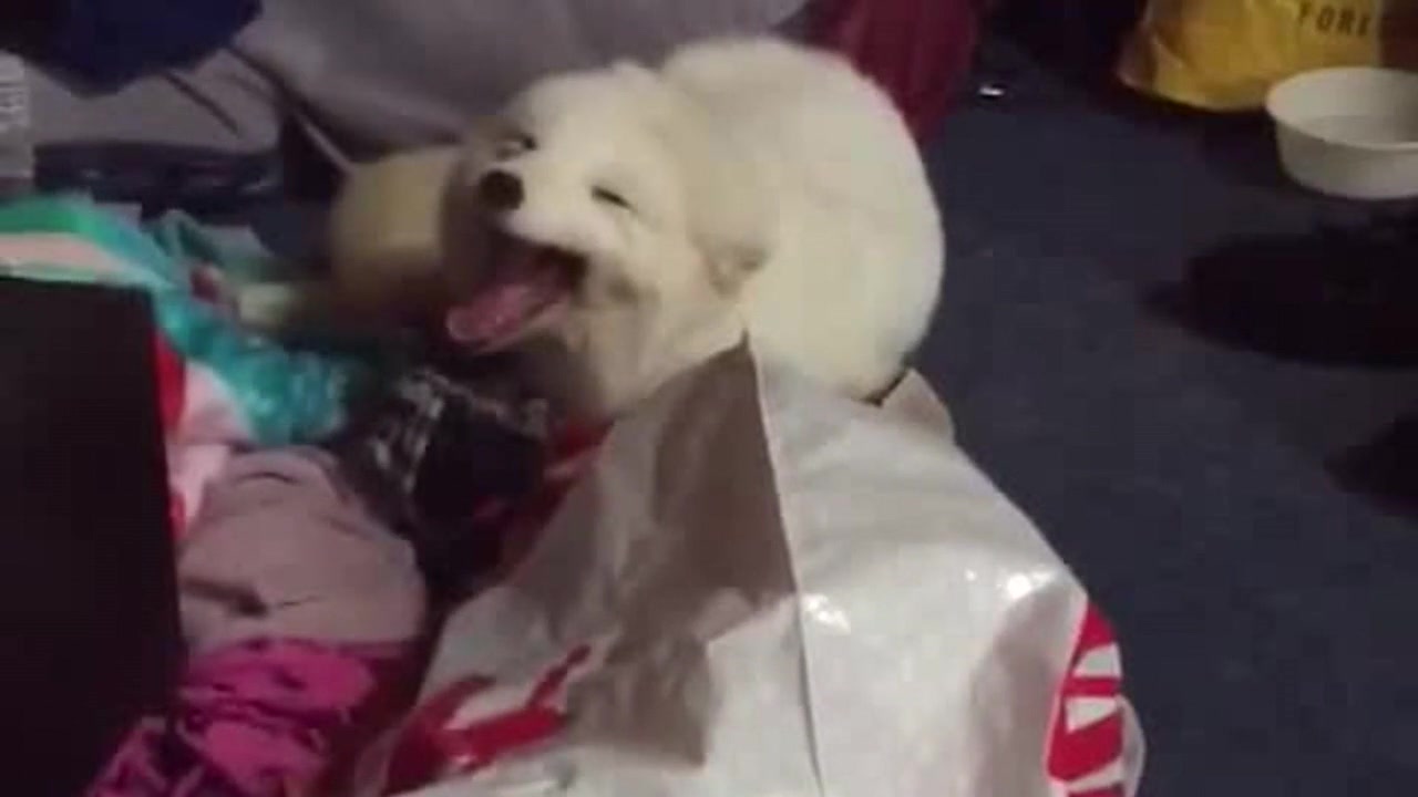 laughing/singing fox - Coub