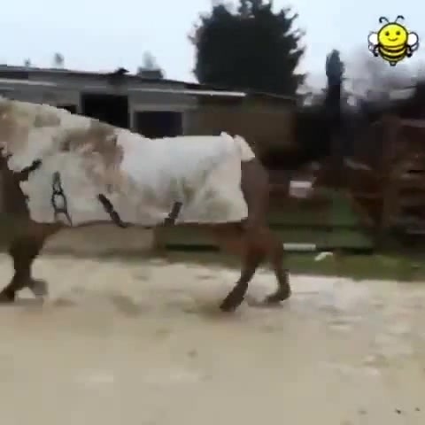 Cow like Horse - Coub