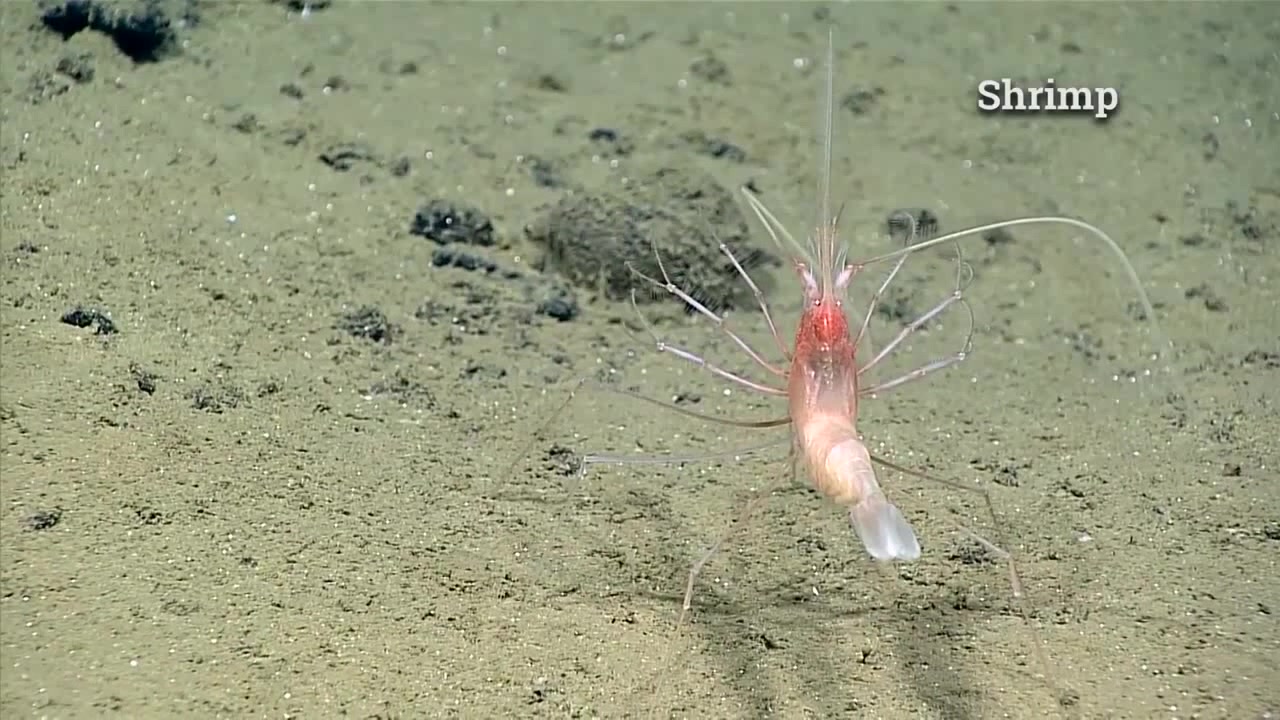 Stylodactylidae shrimp first seen alive - Coub