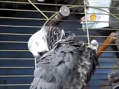 THE African Grey! Ruby, The Swearing Parrot. - Coub