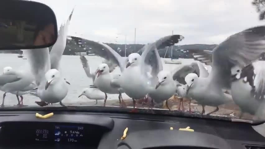 Mine! - Coub