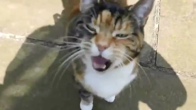 Cat has a crazy deep meow - Coub