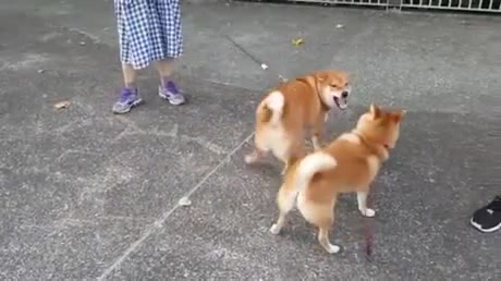 Doge KEIJO!!!!!!!! - Coub