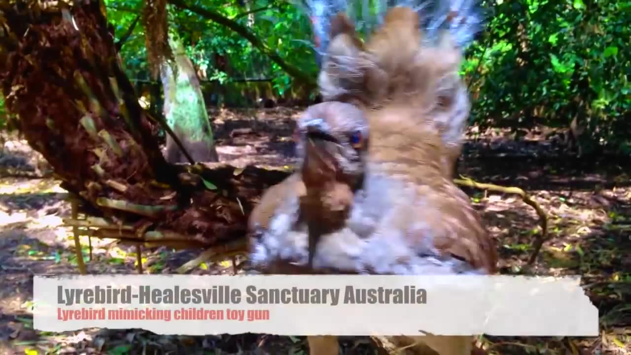 BLASTER BIRD FIRE The amazing lyrebird mimicking children toy gun and ...