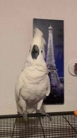 Parrot dance - Bodies - Coub