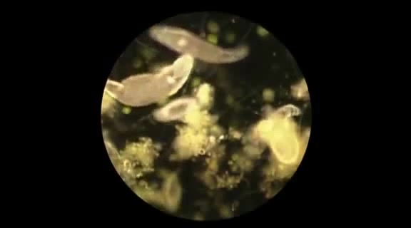 Alien planet - Arrowtongue - Coub