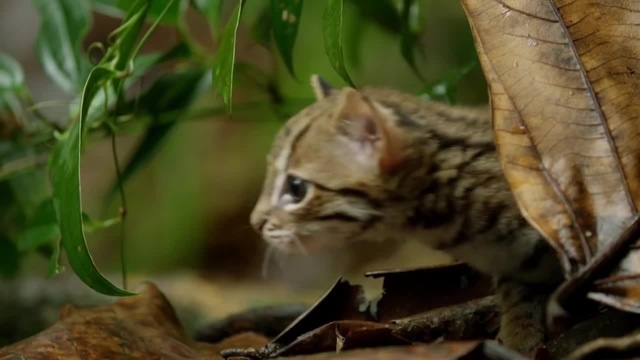 Rusty spotted cat - Coub