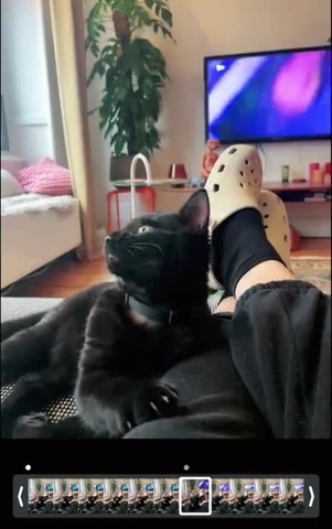 System of a cat - Coub