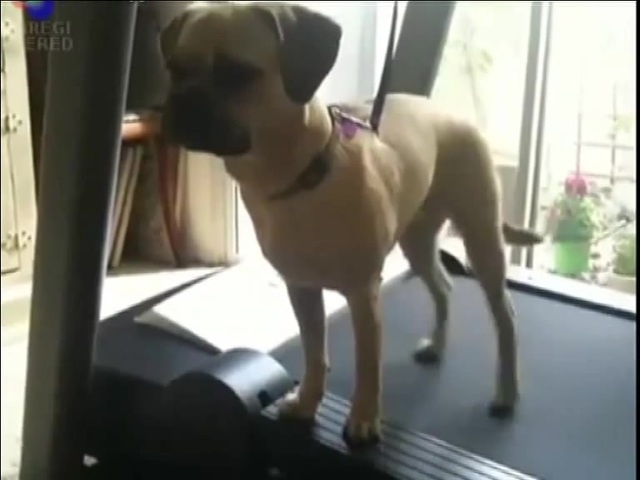 Собака филонит - The lazy dog - Coub