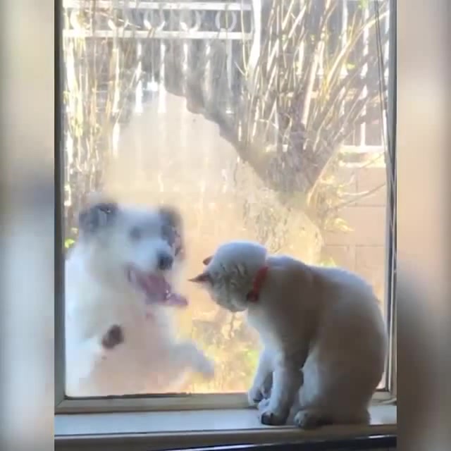 The legend of Pogo Doggo and Indifferent Kitty is beloved by furbabies ...