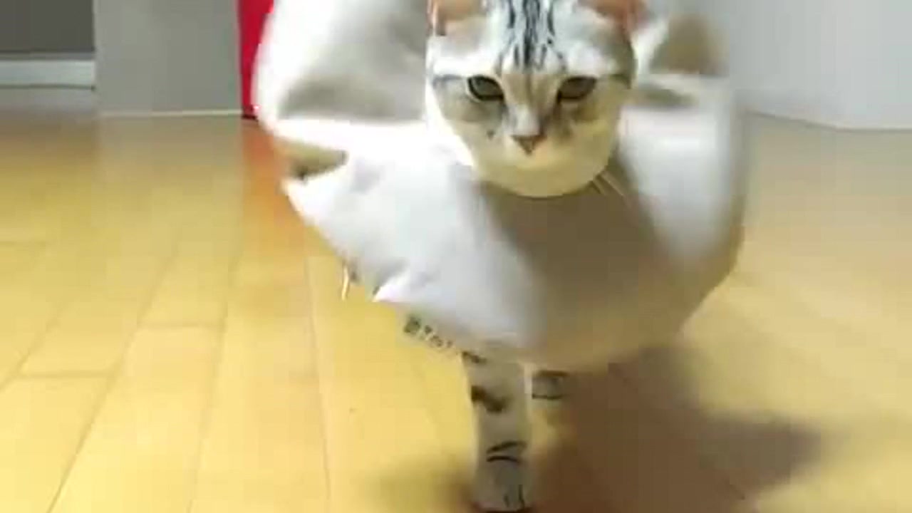 Cat Walk - Coub