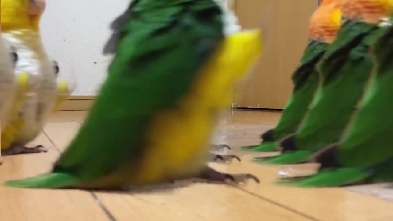 Parrot march - Coub