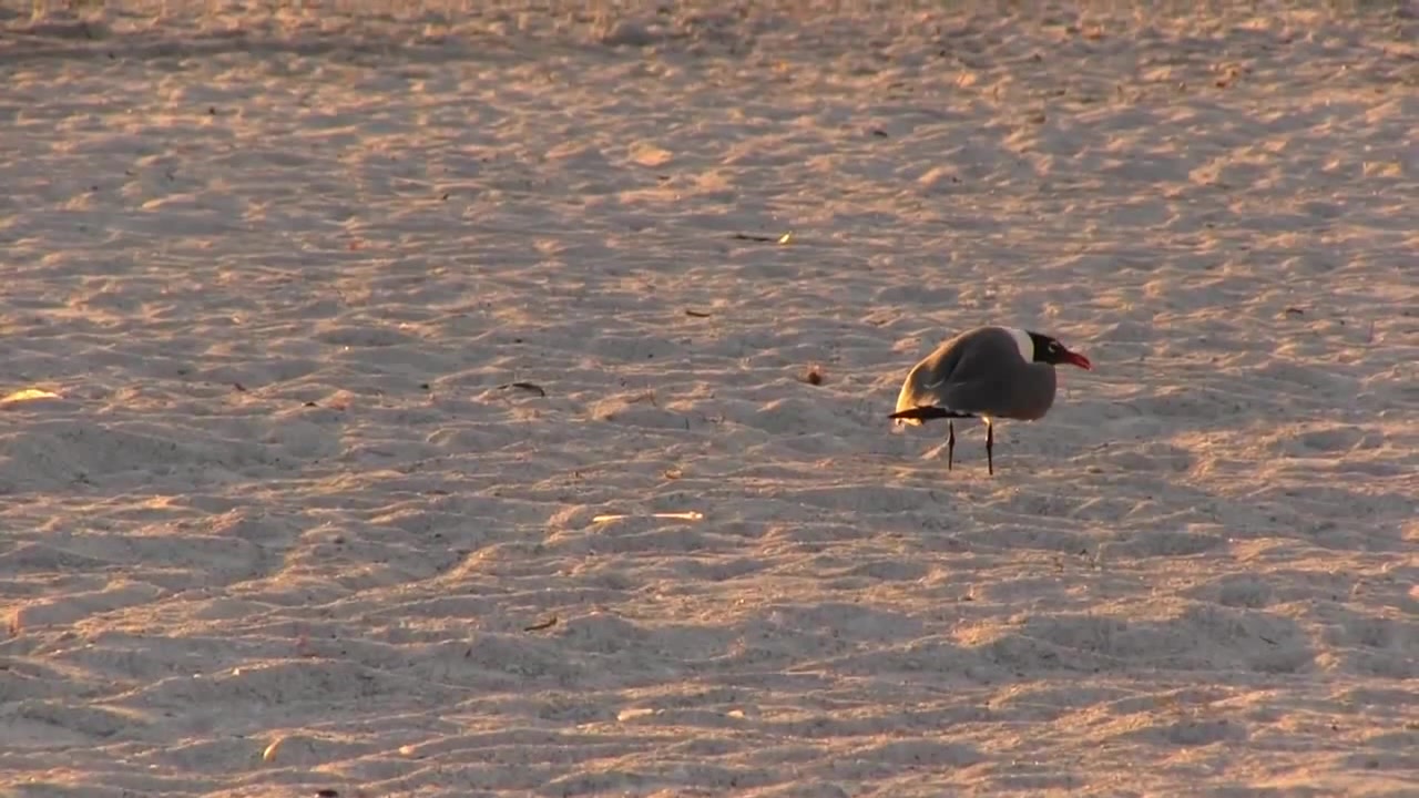 michael bay's laser birds - Coub