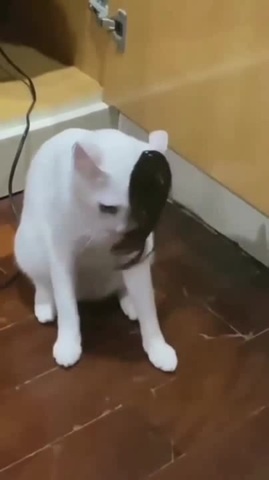 EMO Cat - Coub